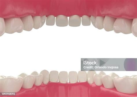 Rongga Mulut Manusia Dengan Gigi Putih Yang Sehat Di Dalam Mulut