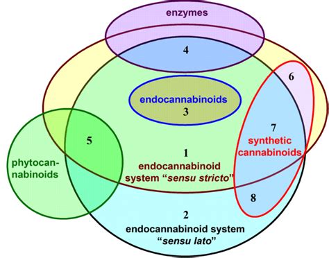 Overview Of The Endocannabinoid System The Central Oval Encompasses Download Scientific