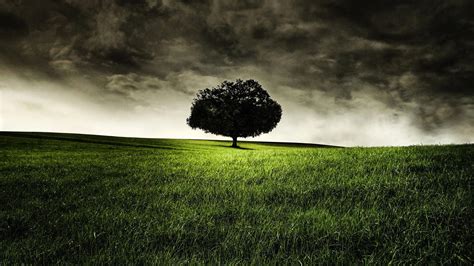Tree Landscape Wallpapers Top Free Tree Landscape Backgrounds