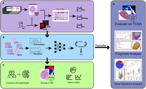 deep learning‐based classification and spatial prognosis risk score on