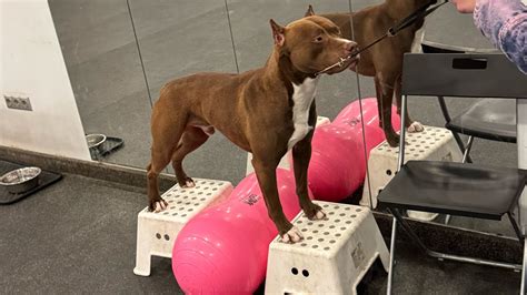 ПИТБУЛЬ СОНИК ГОТОВИТСЯ К 6 ВЫСТАВКАМ АБКС И СКОР 💪💪💪 Youtube