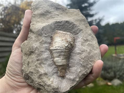 My Best Fossils Finds From Lithuania Of 2022 R Fossilhunting