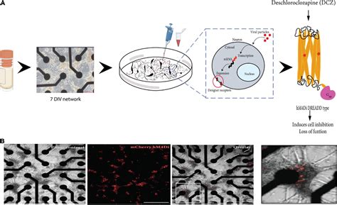 Frontiers Selective Inhibition Of Excitatory Synaptic Transmission