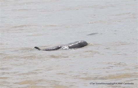 ក្រសួងកសិកម្មរកឃើញកូនផ្សោតទី៣ទើបកើតថ្មី នៅចុងខែកុម្ភៈ នៅអន្លង់កាំពីខេត្តក្រចេះ