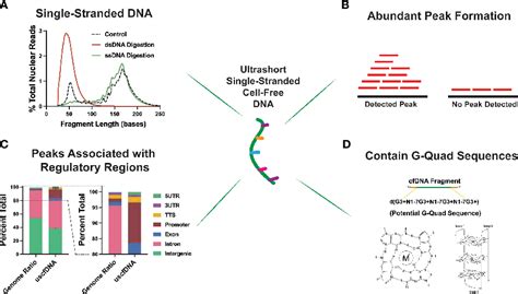 Figure From A Review On The Impact Of Single Stranded Library Preparation On Plasma Cell Free