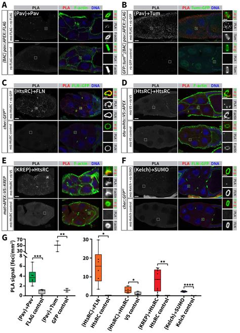 In Situ Proximity Ligation Assay Confirms Close Proximity Interactions