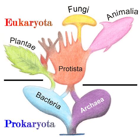 La Evolución Biológica Ciencias Nacionales