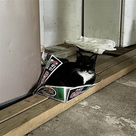Gh Lee [홌] さんのインスタグラム写真 Gh Lee [홌] Instagram 「육개장박스에 담요 깔아놨었는데 또 샹노무