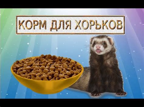 Как и чем кормить хорька!Корма для хорьков!Обзор кормов! - YouTube