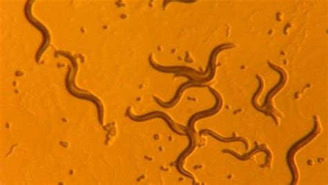 Male Worm Brains Are Wired To Choose Sex Over Food IFLScience