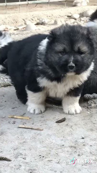 კავკასიური ნაგაზი იყიდება ლეკვები☎️598900750 Youtube