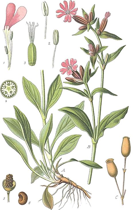 Facts About Red Campion Health Benefits
