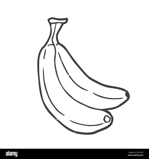 vector sketch set of banana illustrations stock vector image and art alamy