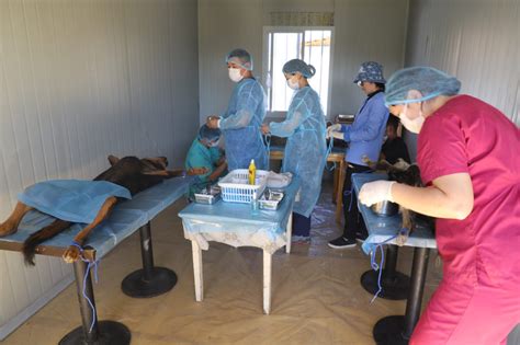 Эзэнгүй нохой муурын тоо толгойг хүнлэг энэрэнгүй аргаар багасгана