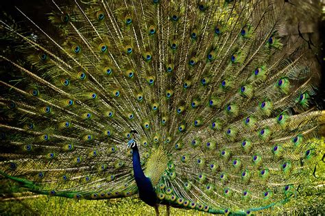 50 Beautiful Peacock Facts You Should Not Miss