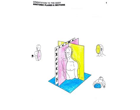 Anatomic Planes And Sections Quiz