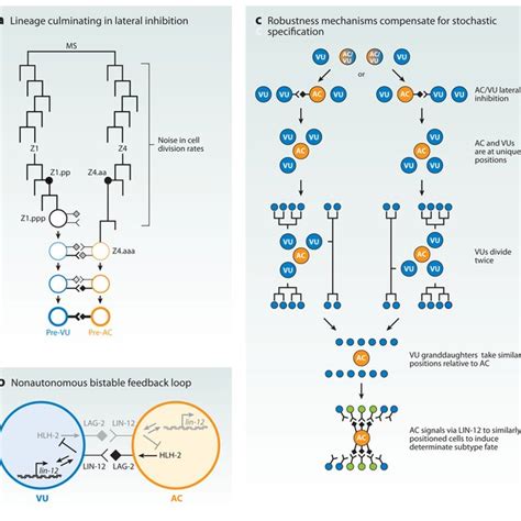 Stochastic Bet Hedging In Bacteria Generates Population Diversity A Download Scientific