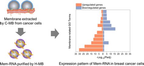 A Novel Cell Membrane Associated Rna Extraction Method Rna Seq Blog