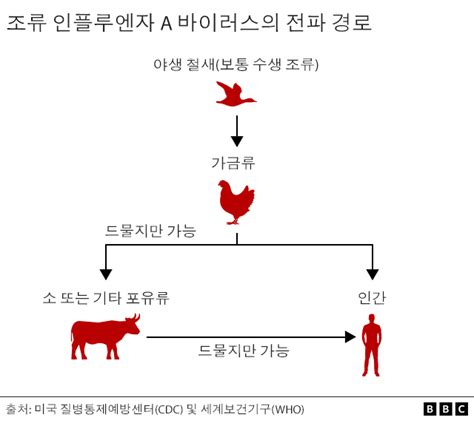 미국 조류독감 바이러스 왜 우유에서 검출됐나마셔도 안전할까 Bbc News 코리아