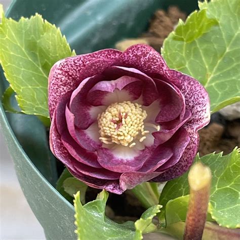 Yahoo オークション クリスマスローズ 開花株