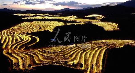 海南三亚：万亩红心火龙果长势喜人 人民图片网