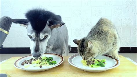 咱们家这头 驴”又开始欺负猫咪了 Youtube