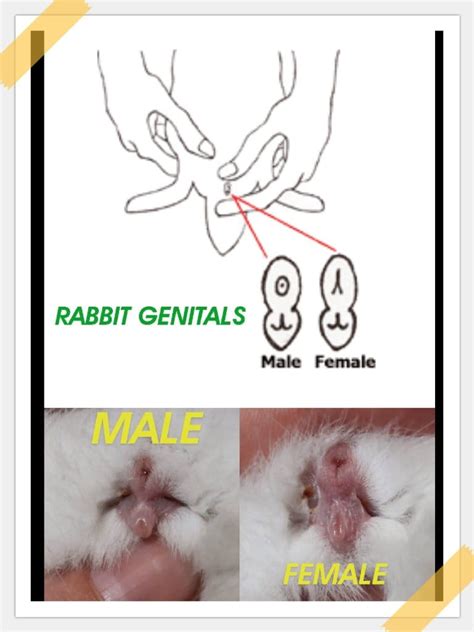 How To Sex At The Early Stage D Unic Farms Rabbitry Ghltd