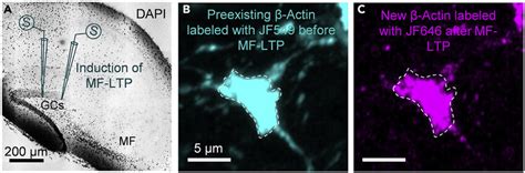 Expected Outcome Of Ltp Experiment A Representative Fluorescence Download Scientific Diagram