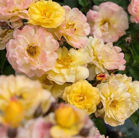 ทาสกับราชนิกุล ทาสกับราชนิกุล สวนกุหลาบพัทยา