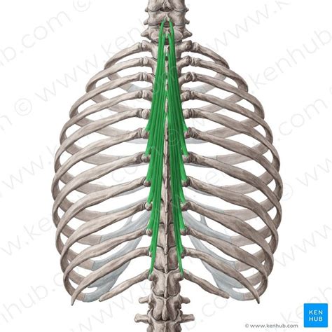 M Semispinalis Thoracis Cervicis Et Capitis Kick Around 5 6