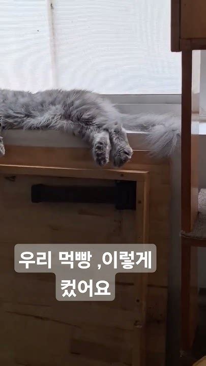 우리 먹빵 이렇게 컸어요 Youtube