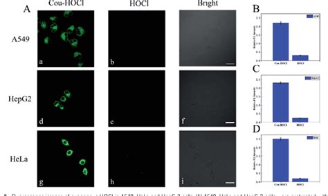 Figure 2 From Development Of An Ultrafast Fluorescent Probe For Specific Recognition Of