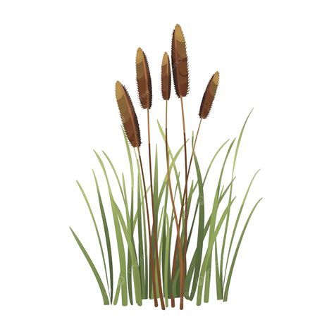 늪 부들 에서 그만큼 풀 고립된 백색 위에서 갈대 에서 만화 스타일 갈대 잔디 부시 Png 일러스트 및 이미지 에 대한