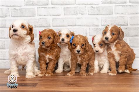 Are Cavapoo Puppies Easy To Train
