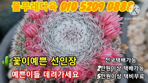 517 꽃이예쁜 선인장 많이들 데려가세요 Youtube
