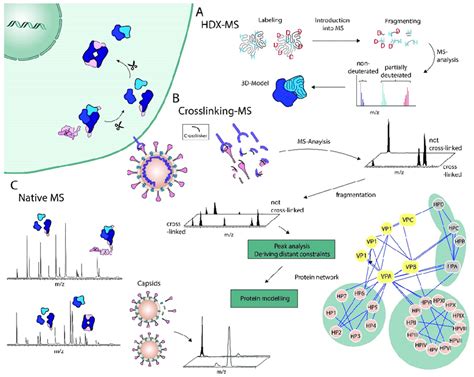 Structural Mass Spectrometry Ms For Rna Viruses All Depicted Download Scientific Diagram