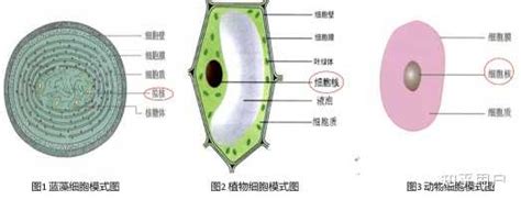 原核生物与真核生物详细区分 知乎
