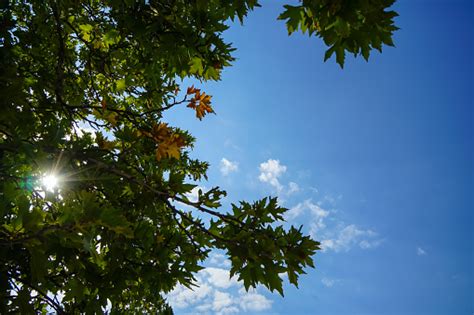 자연적인 신선한 녹색 단풍나무의 여름 풍경 단풍 단풍 가지 맑고 푸른 하늘과 빛나는 스타 광선 배경 0명에 대한 스톡 사진 및 기타 이미지 Istock