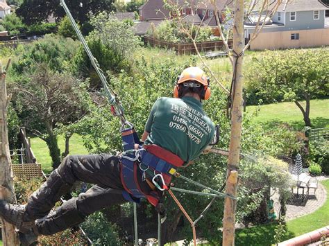 Tree Surgery Ashley Tree Surgeons