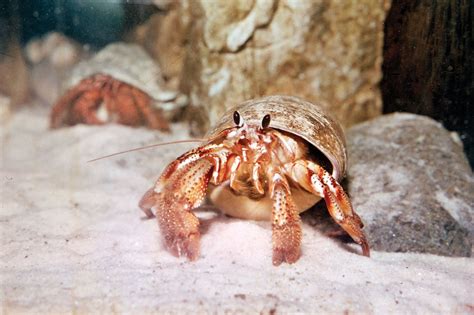 Hermit Crab Habitat Diet And Lifespan Britannica