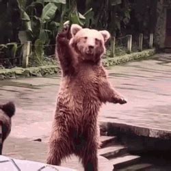 Bear Waving Goodbye 