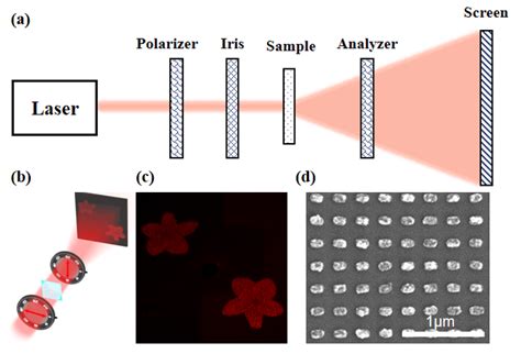 Experimental Exam Ple Diagram Of Amplitude Type Holography A Download Scientific Diagram