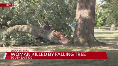 Witness Explains Moments Before Tree Fell On Woman Killing Her At Garfield Park
