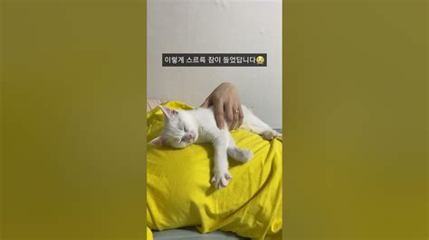 하얗고 분홍분홍한 고양이 Youtube