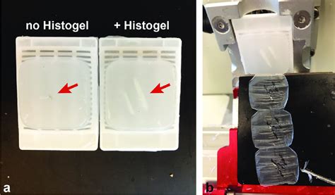 Histogel Improves Visualization Of Tissue In Formalin Fixed Paraffin Download Scientific