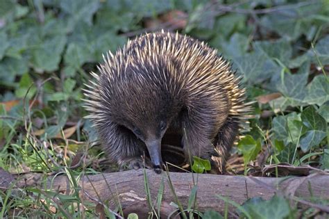 Australian Animals Echidna
