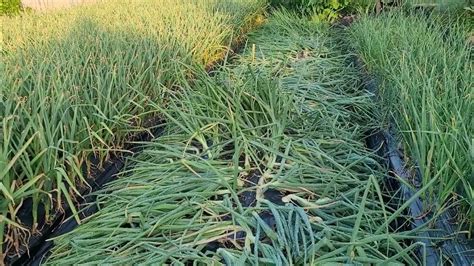 양파밭 마지막 물주기 Youtube