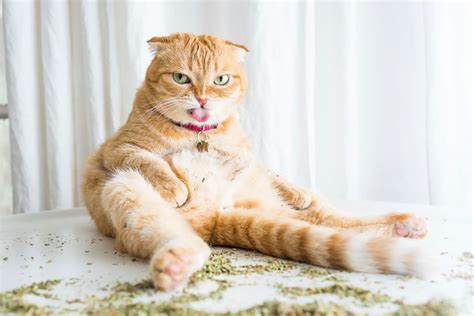 A Humorous Collection Of Photos Of Funny And Adorable Cats As They Play With Catnip By Andrew
