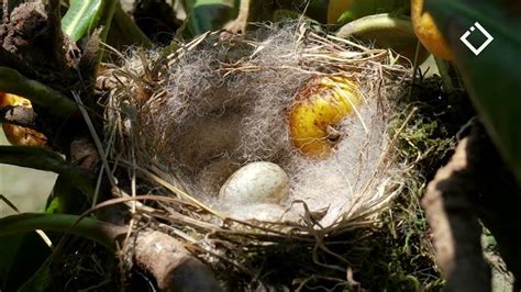 ჩონგური • ავთო თურქია სოფ მაჩხვარეთი ლანხუთი Youtube