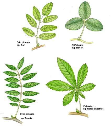 Pinnate Leaf Definition Structure And Examples [updated November 2025 ]